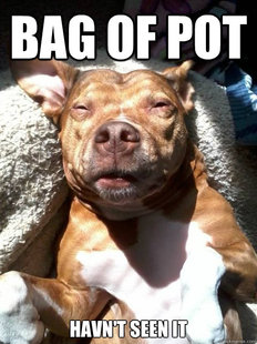 stoned dog memes | quickmeme